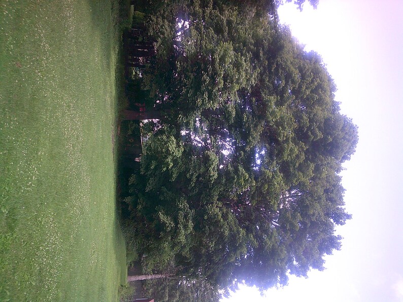 Sugar Maple Saplings up to 48 Inches - Etsy