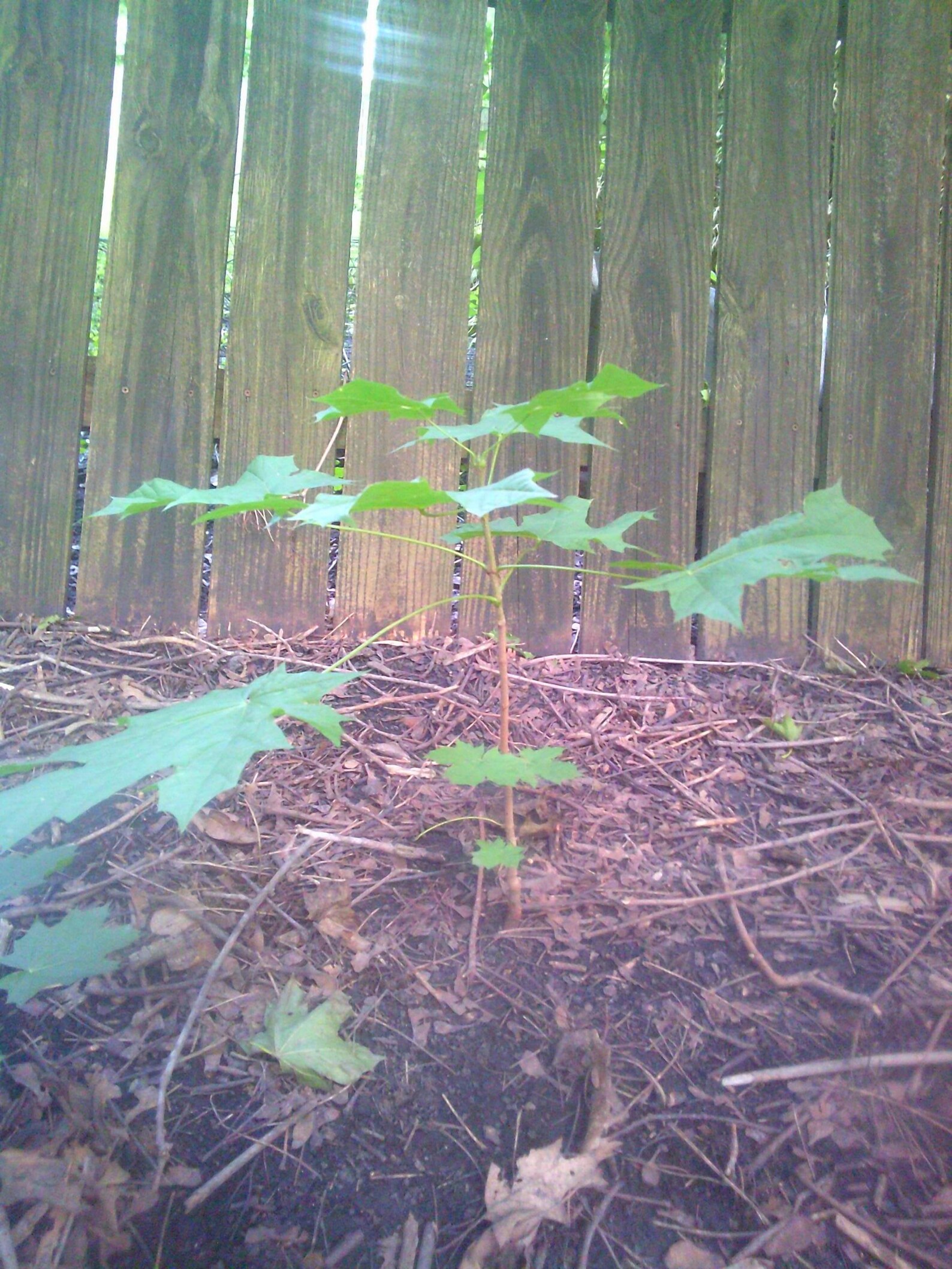 Sugar Maple Saplings up to 48 Inches - Etsy