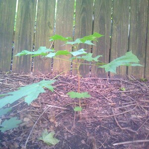 Sugar Maple Saplings up to 48 Inches - Etsy