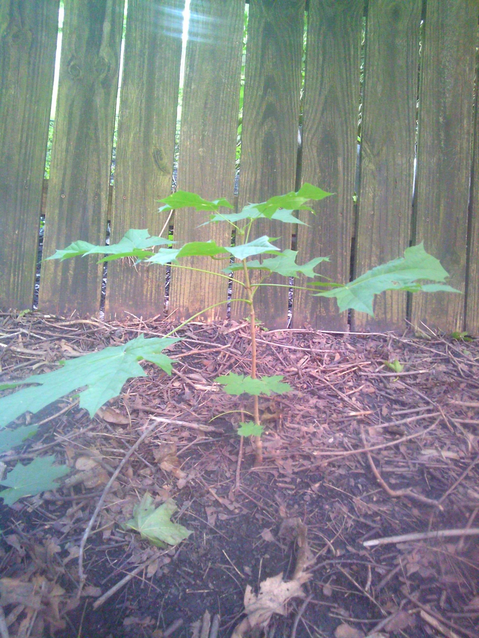 Sugar Maple Saplings up to 48 Inches - Etsy