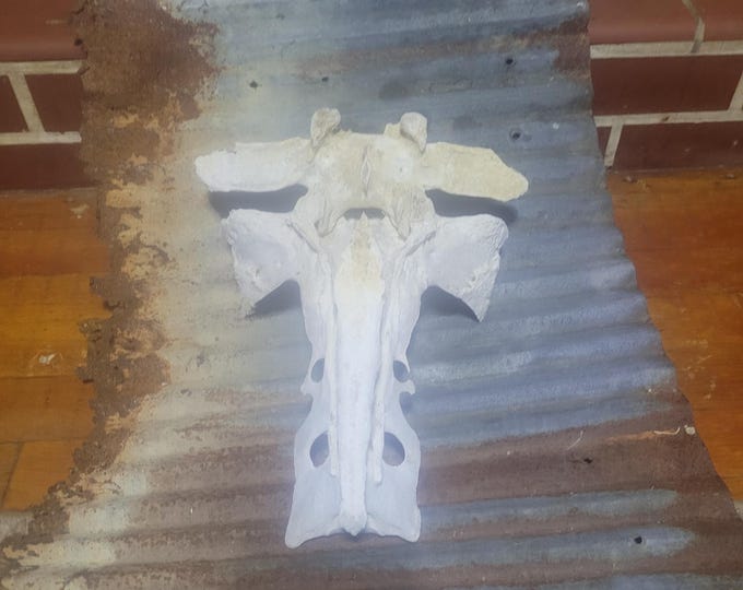 Cow Vertebrae and Partal Spine - Etsy