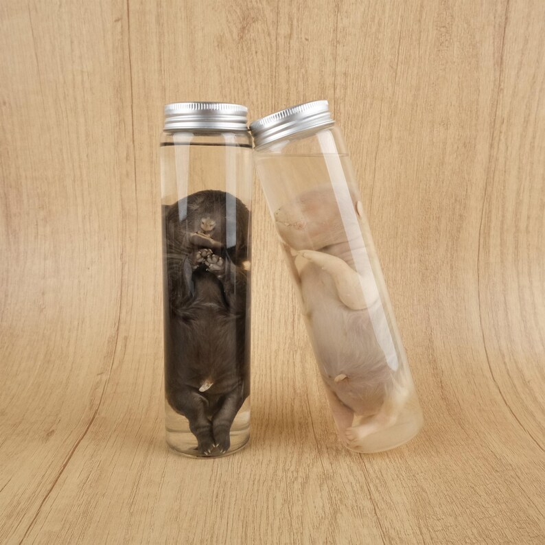 Wet Fox Specimen, Real Fox Specimen, Natural, Collection, Rare, Unique ...