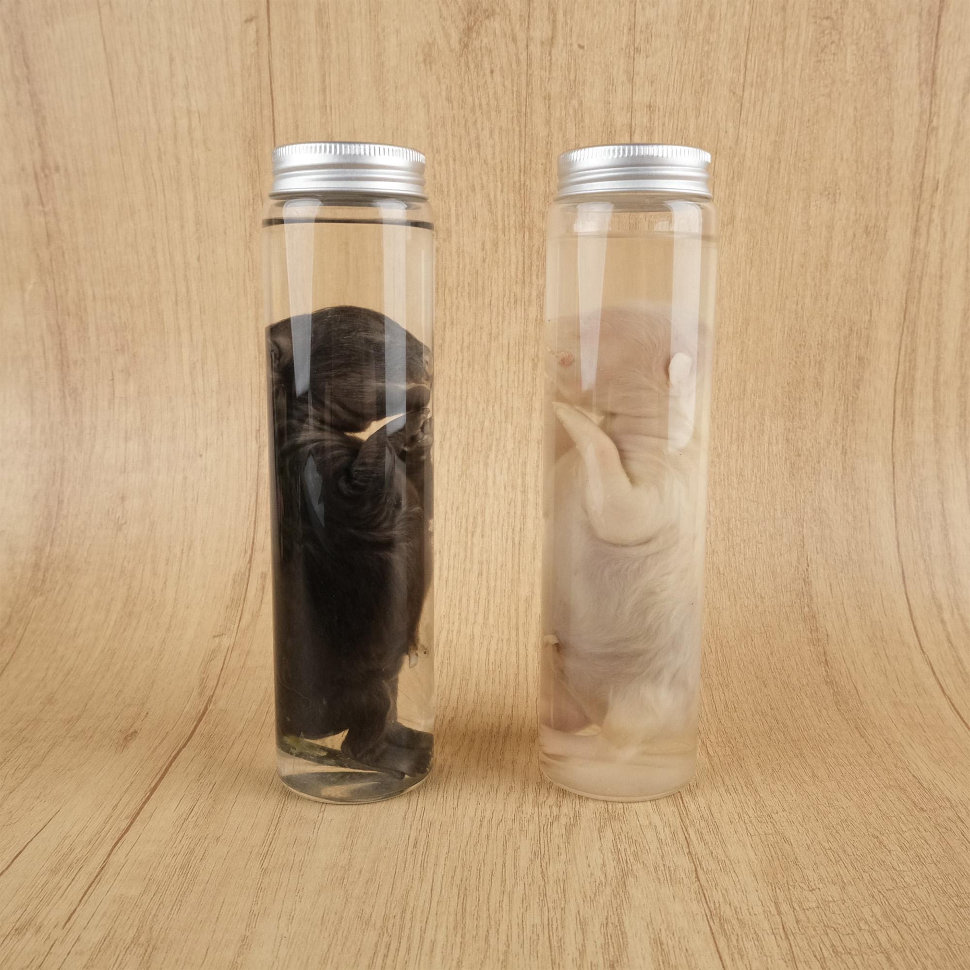 Wet Fox Specimen, Real Fox Specimen, Natural, Collection, Rare, Unique ...