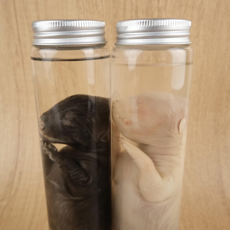 Wet Fox Specimen, Real Fox Specimen, Natural, Collection, Rare, Unique ...