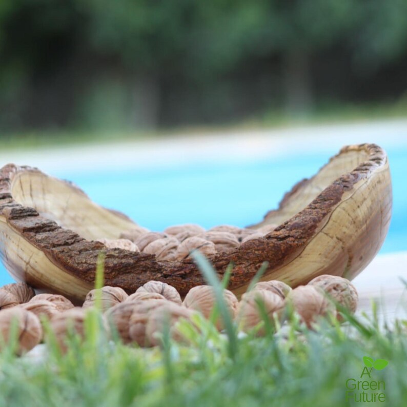 Natural Wood Bowl,mulberry Tree Product Handcrafted Serving Dish ...