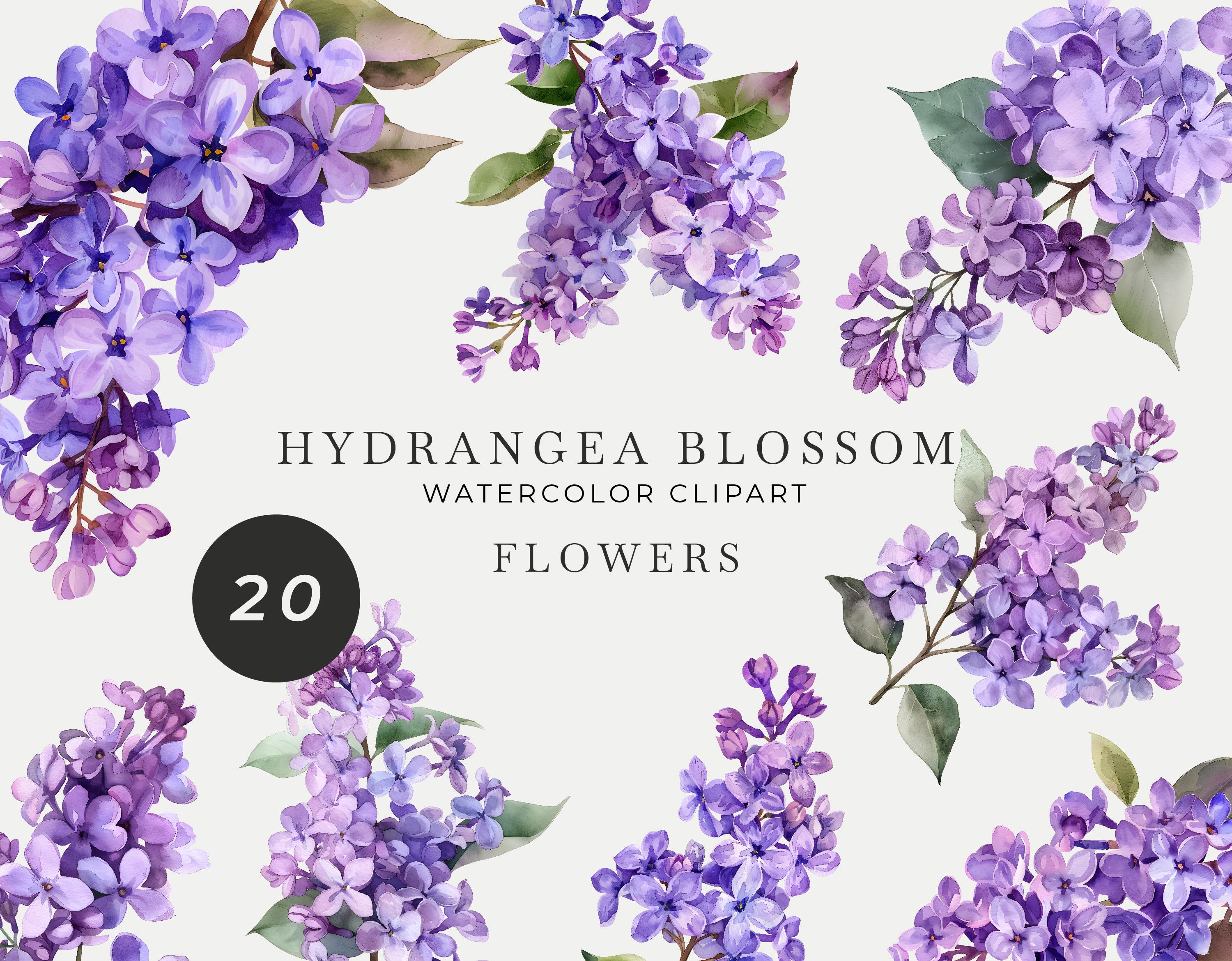 Hydrangea Clipart | Boho Watercolor Floral Frames | Purple & Lilac ...