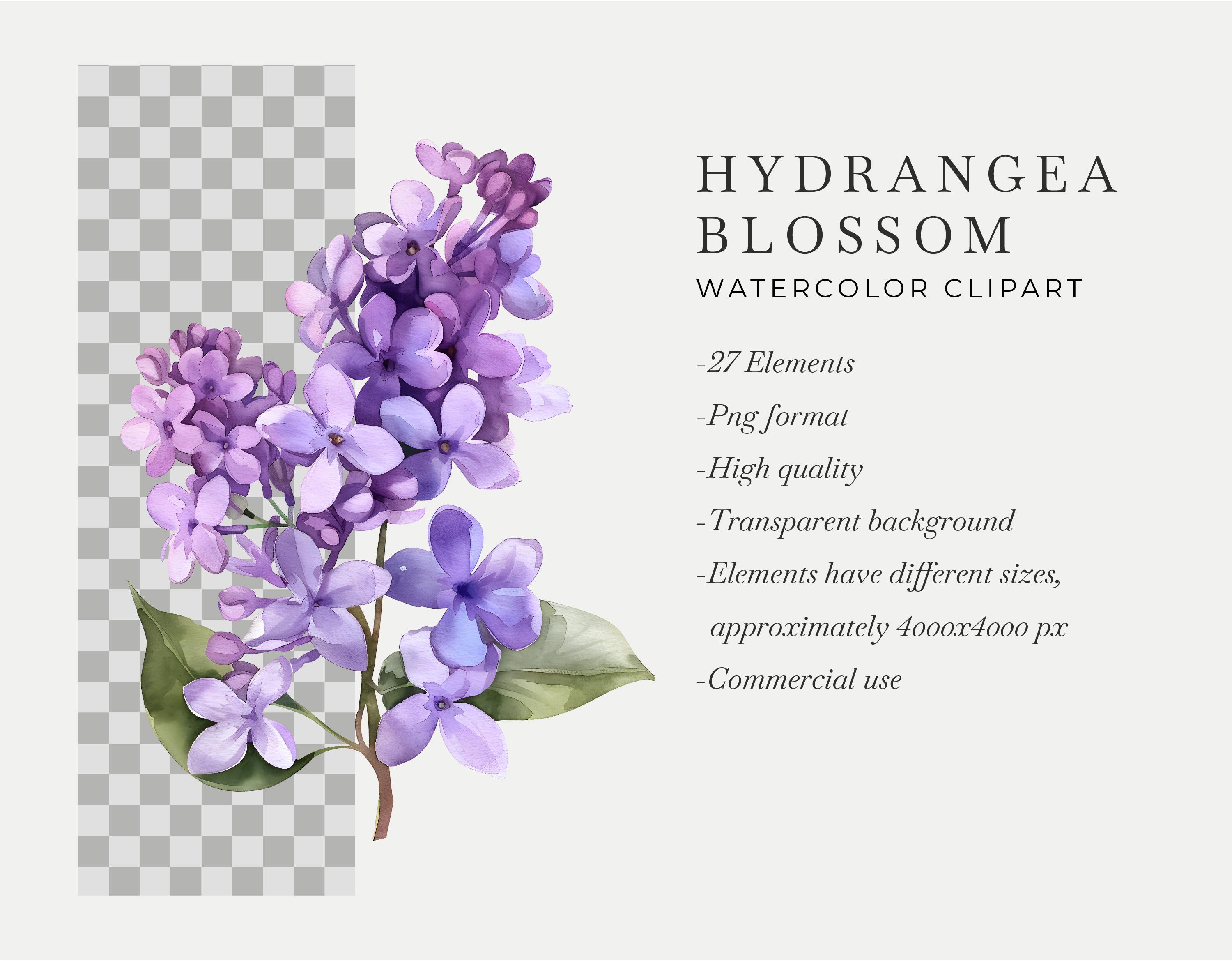 Hydrangea Clipart | Boho Watercolor Floral Frames | Purple & Lilac ...