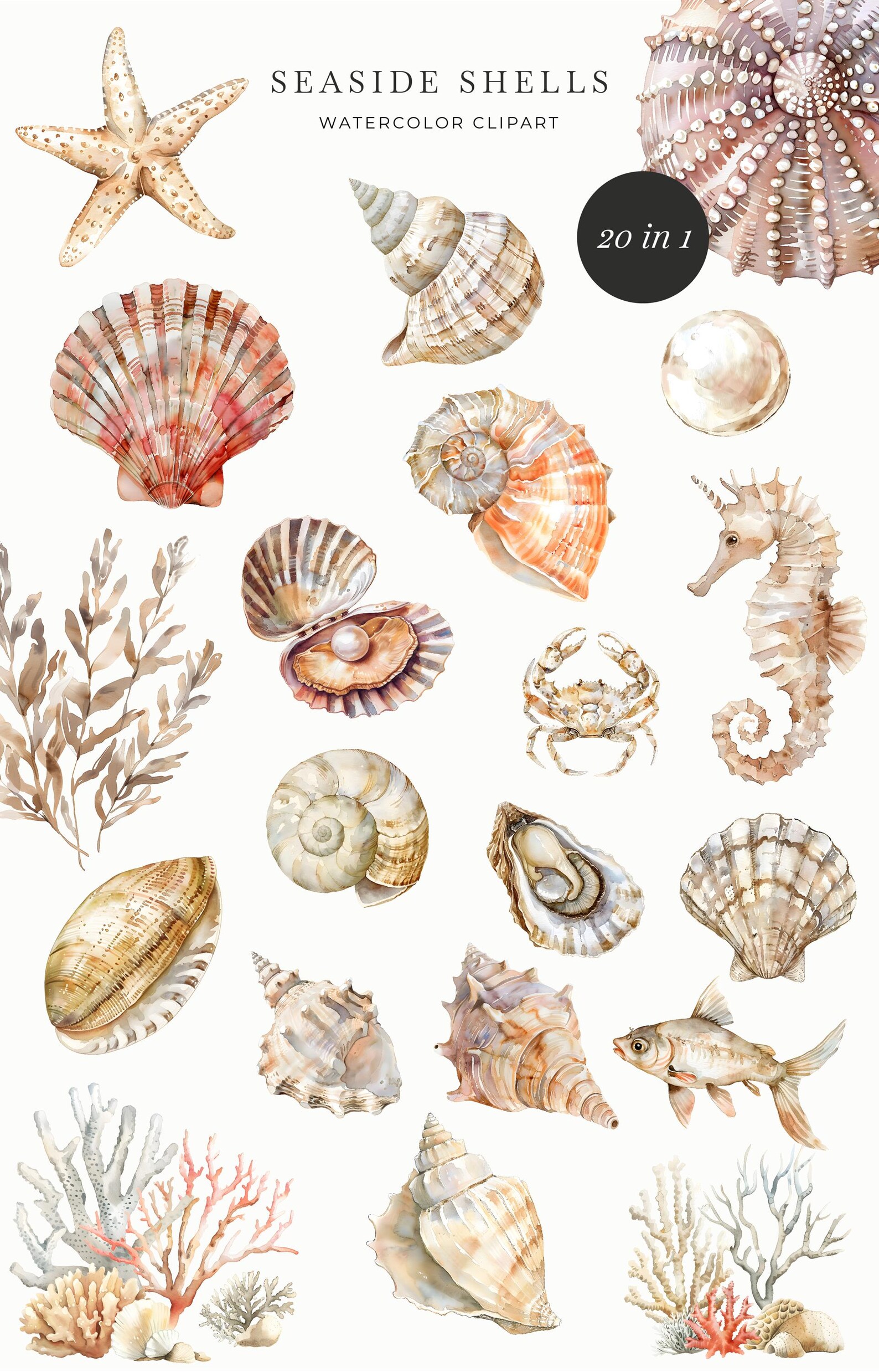 Watercolor Seashells Clipart | Boho Beach Shells Collection | Sea Life ...