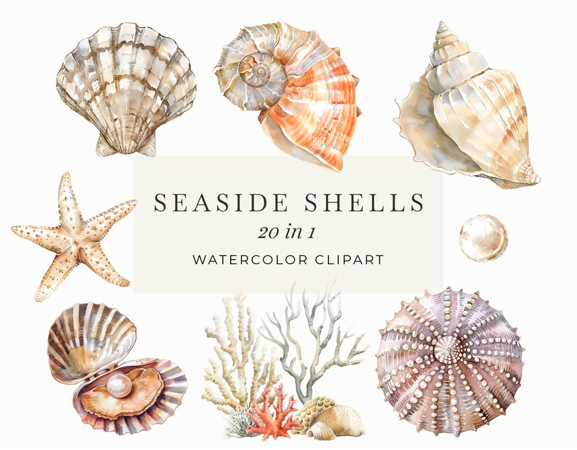 Aquarell Muscheln Clipart | Boho Strand Muscheln Sammlung | Leben im ...