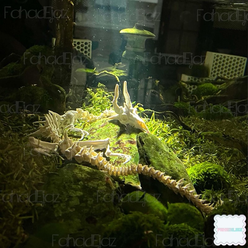 Fish Aquarium Decor Bones - Etsy
