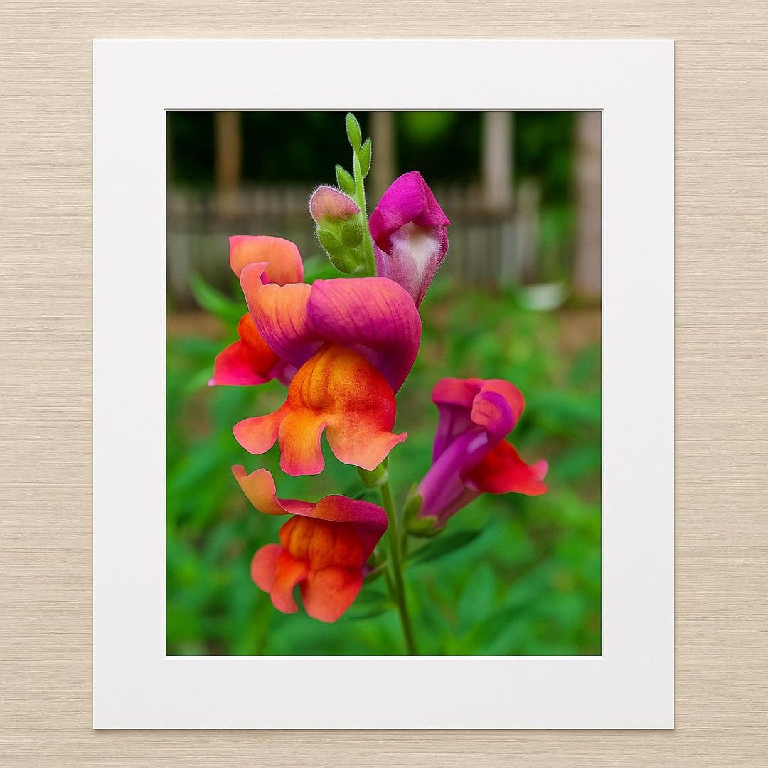 Vibrant Snapdragon Flower Photo - 11x14 Print With 16x20 Matte - Nature ...