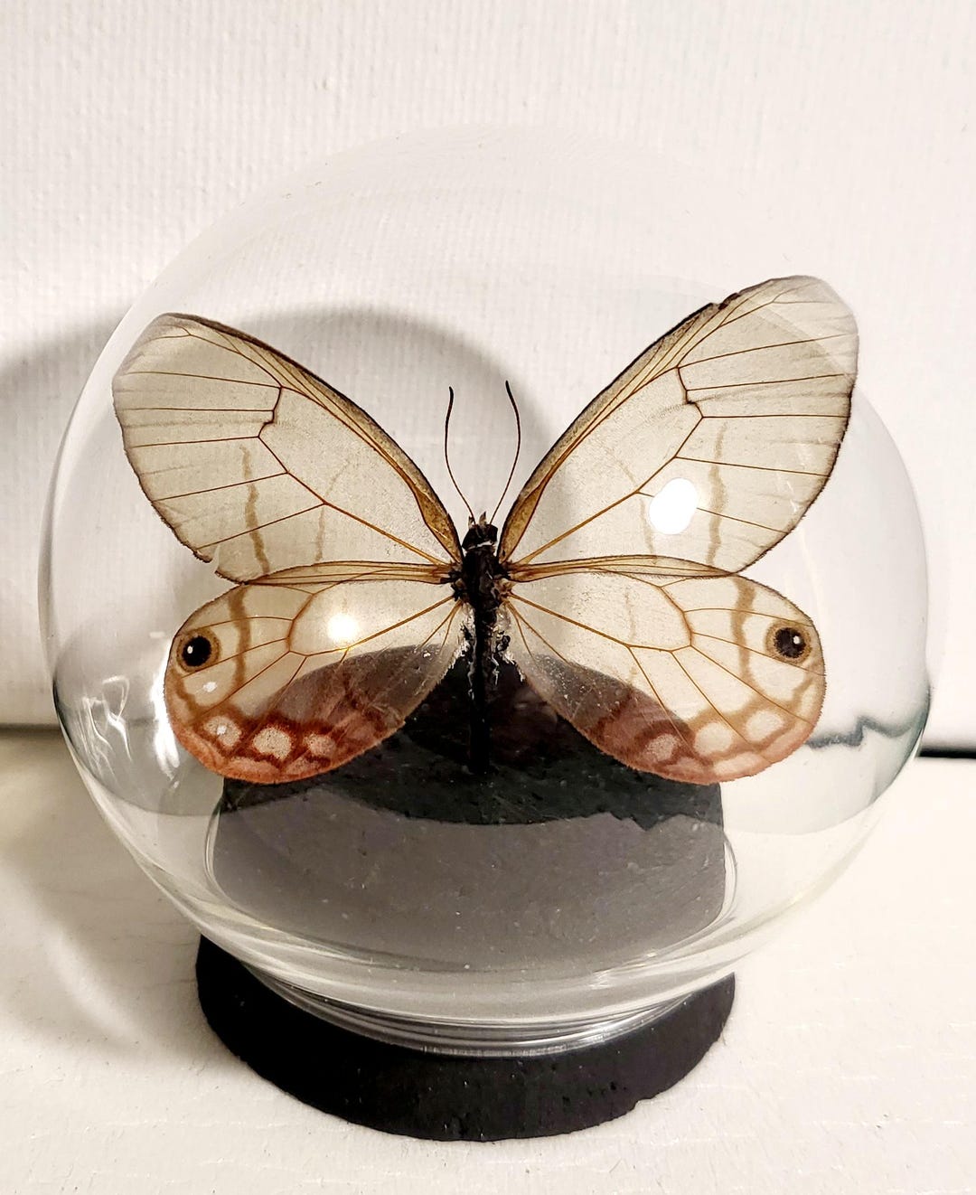 Butterfly Under Glass Sphere - Etsy