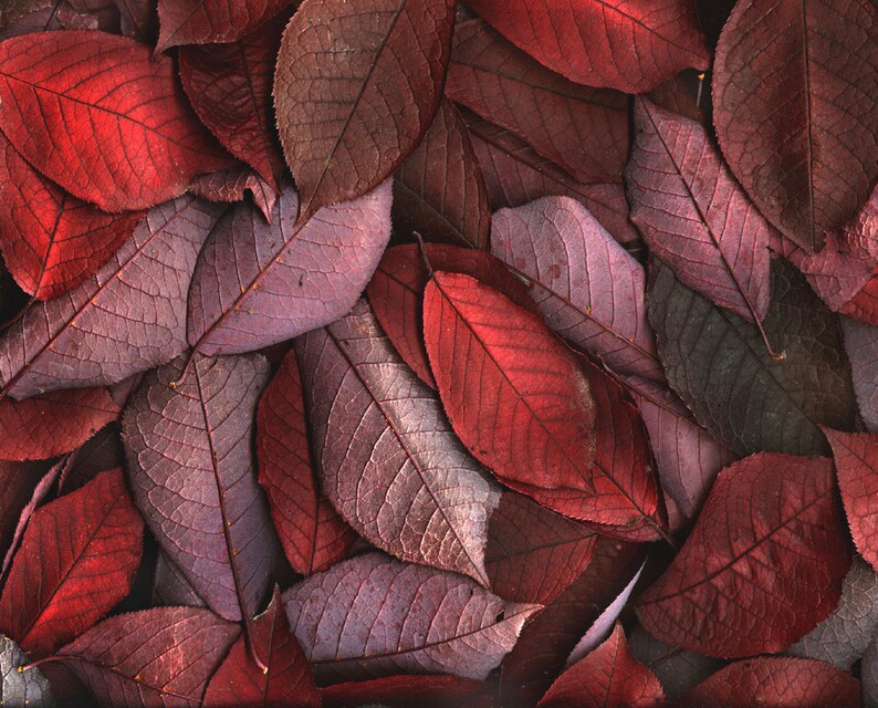 Canadian Cherry 8x10 Signed Fine Art Photograph Etsy