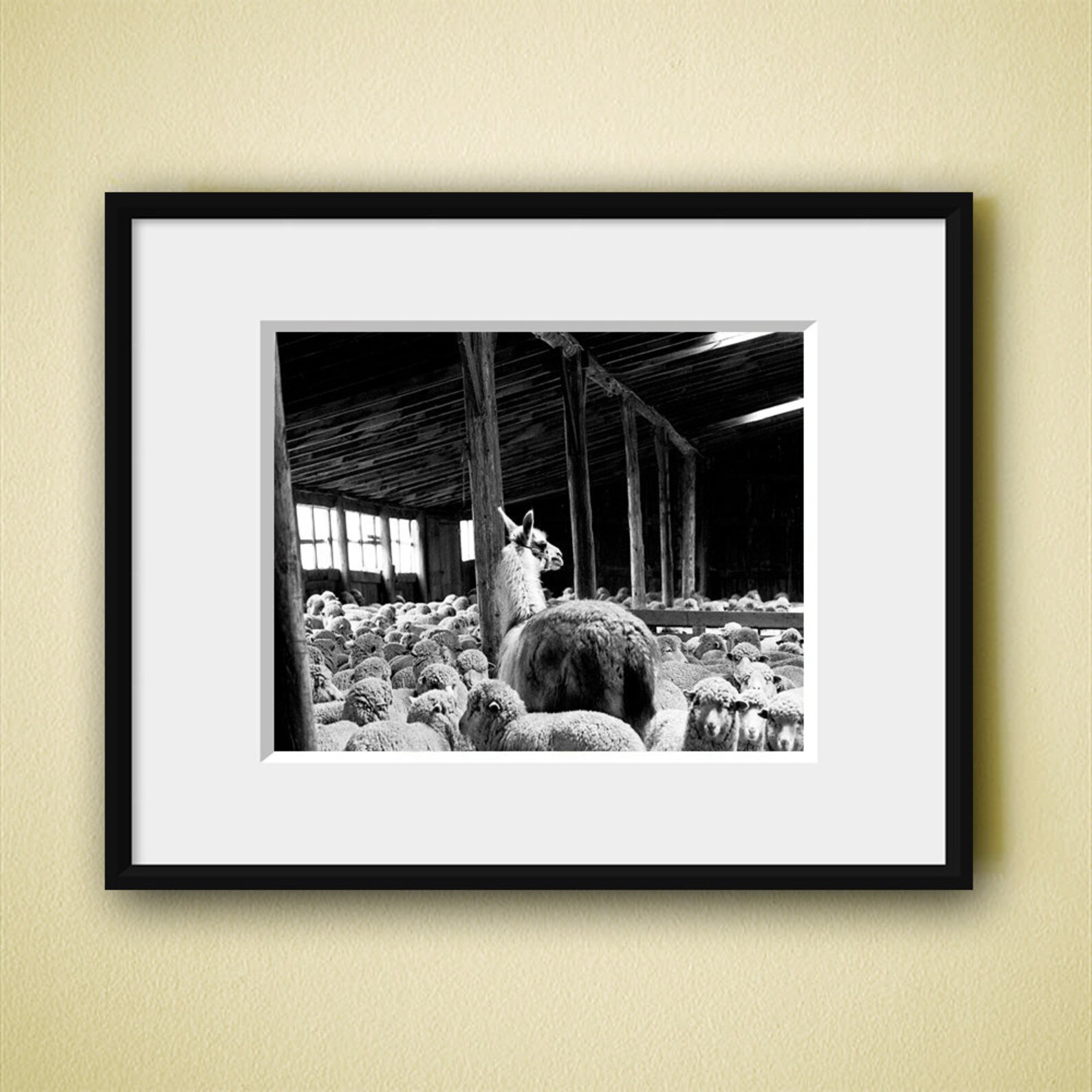 LLAMA WATCH - 8x10 Signed Fine Art Photograph - Etsy