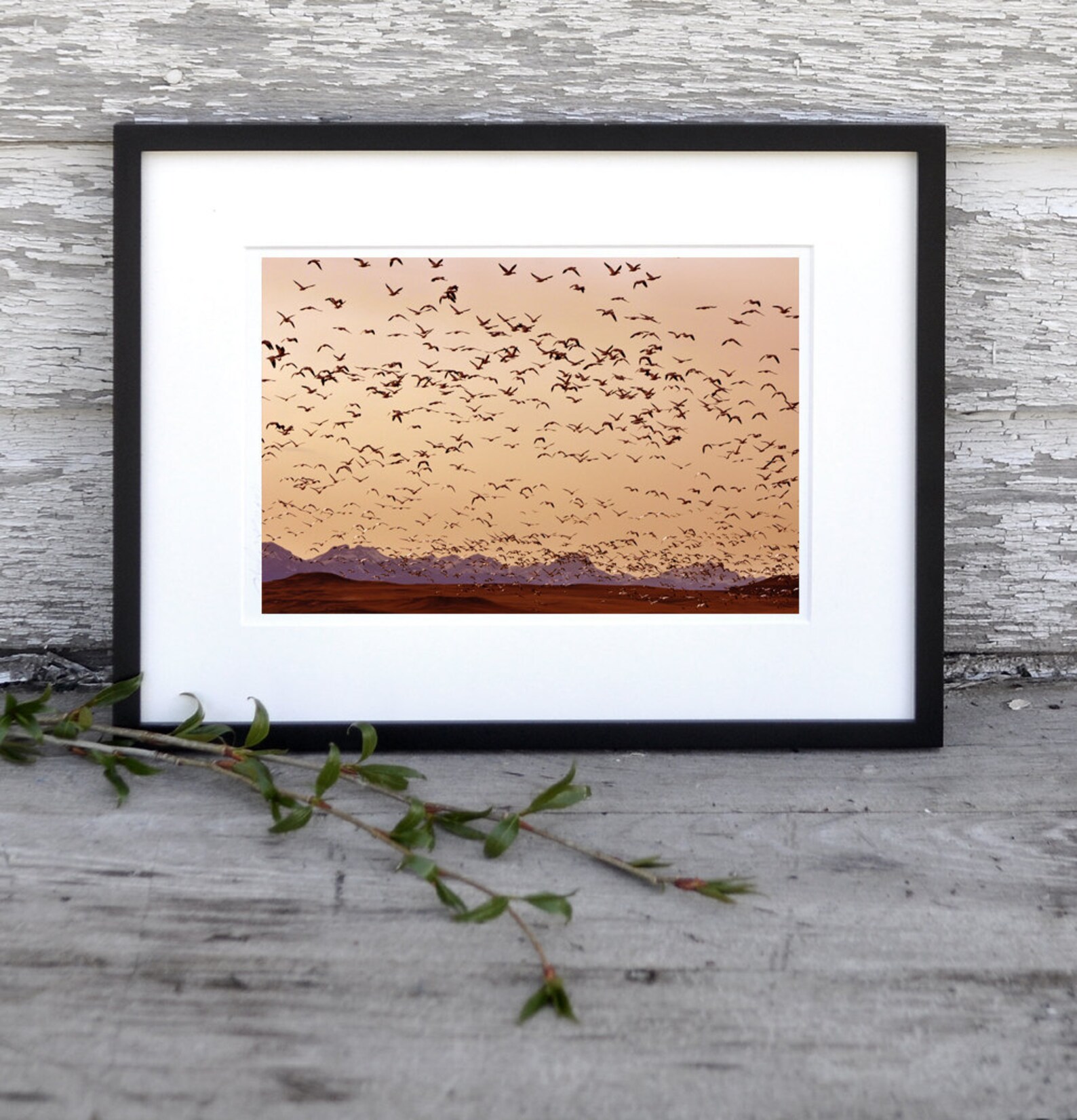 SPRING MIGRATION 8x10 Signed Fine Art Photograph - Etsy