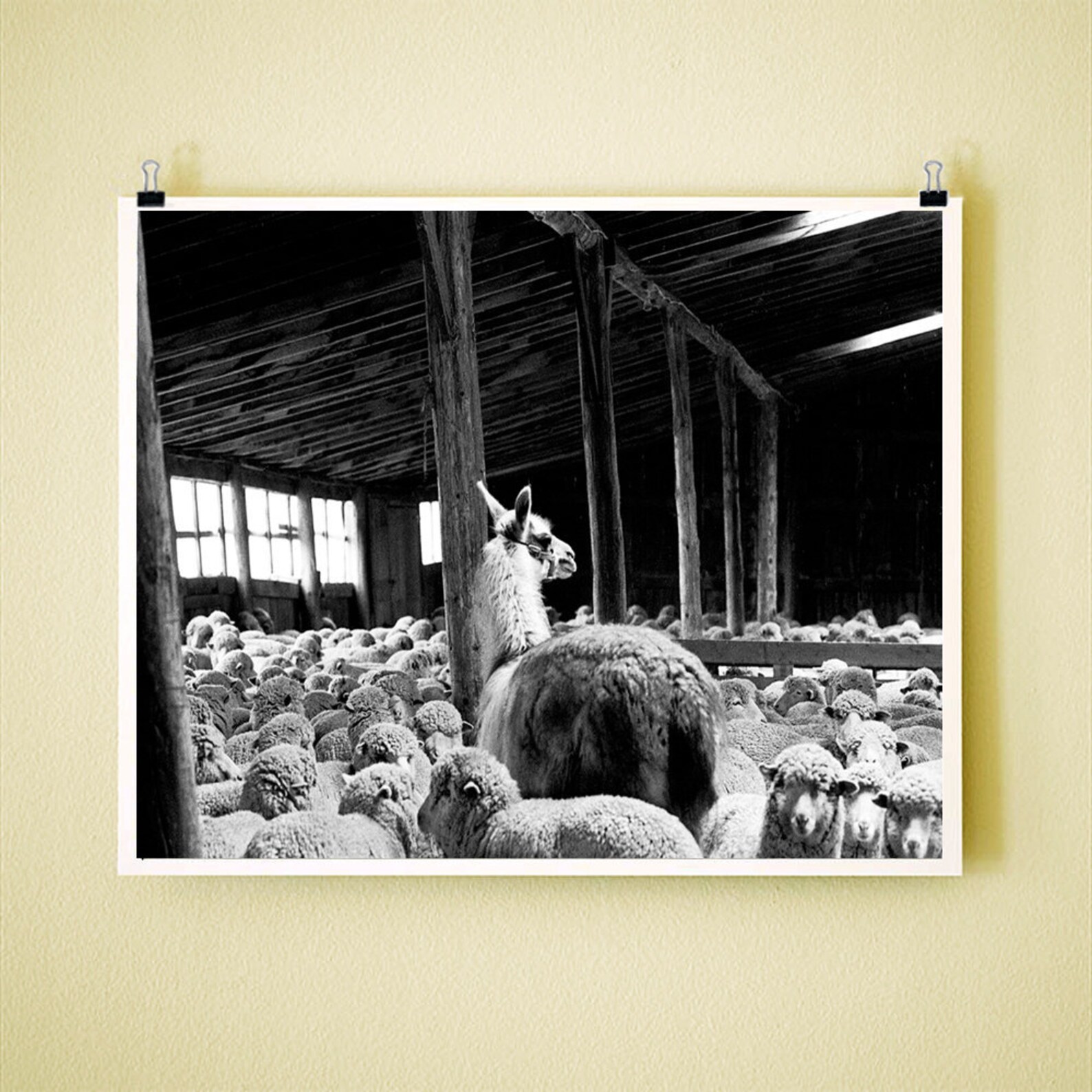 LLAMA WATCH - 8x10 Signed Fine Art Photograph - Etsy