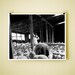 LLAMA WATCH - 8x10 Signed Fine Art Photograph - Etsy