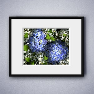 BLUE HYDRANGEA 8x10 Signed Fine Art Photograph - Etsy