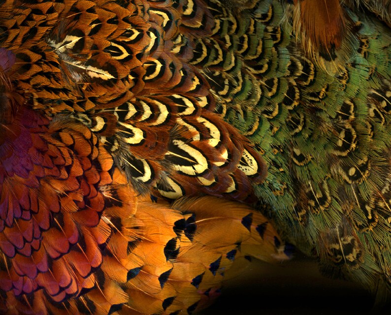 PHEASANT BACK - 8x10 Signed Fine Art Photograph - Etsy