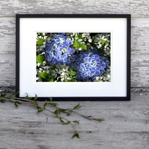 BLUE HYDRANGEA 8x10 Signed Fine Art Photograph - Etsy