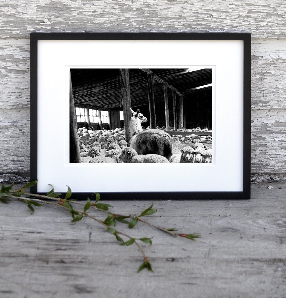 LLAMA WATCH - 8x10 Signed Fine Art Photograph - Etsy