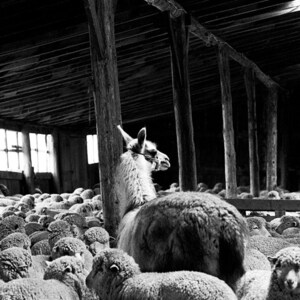 LLAMA WATCH - 8x10 Signed Fine Art Photograph - Etsy