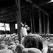 LLAMA WATCH - 8x10 Signed Fine Art Photograph - Etsy