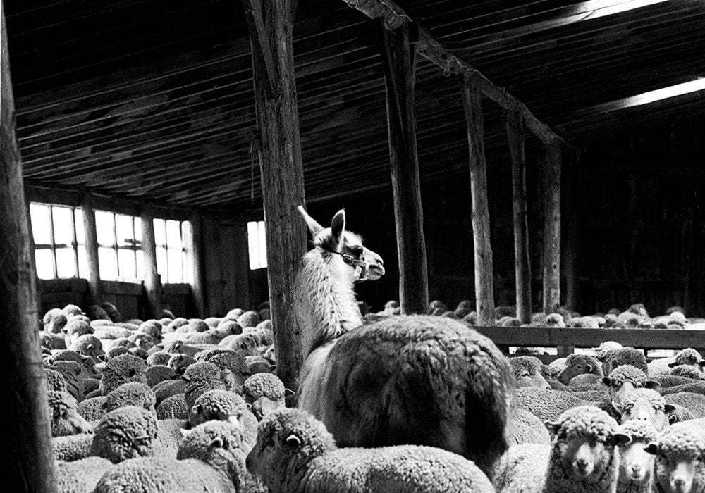LLAMA WATCH - 8x10 Signed Fine Art Photograph - Etsy