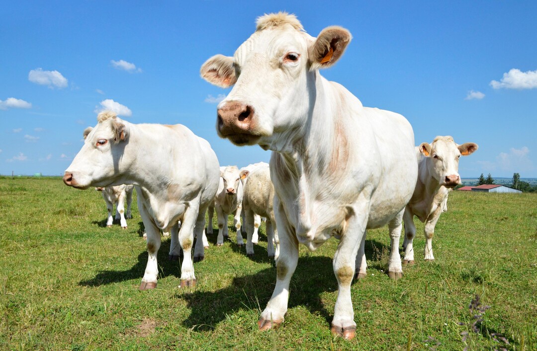 Photo HD of a Herd of Charolais Cows in a Meadow in the Auvergne to ...