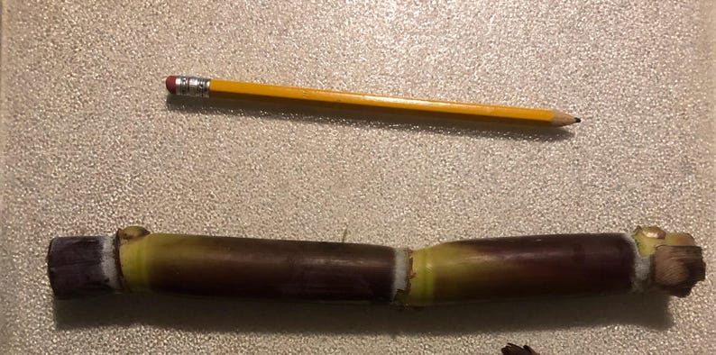 1 Standard 2-3 Node Sugar Cane Cutting - Etsy