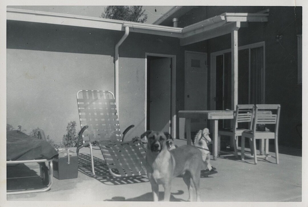 Original Vintage Photo Snapshot Dog Outdoors on Patio by Rocking Horse ...