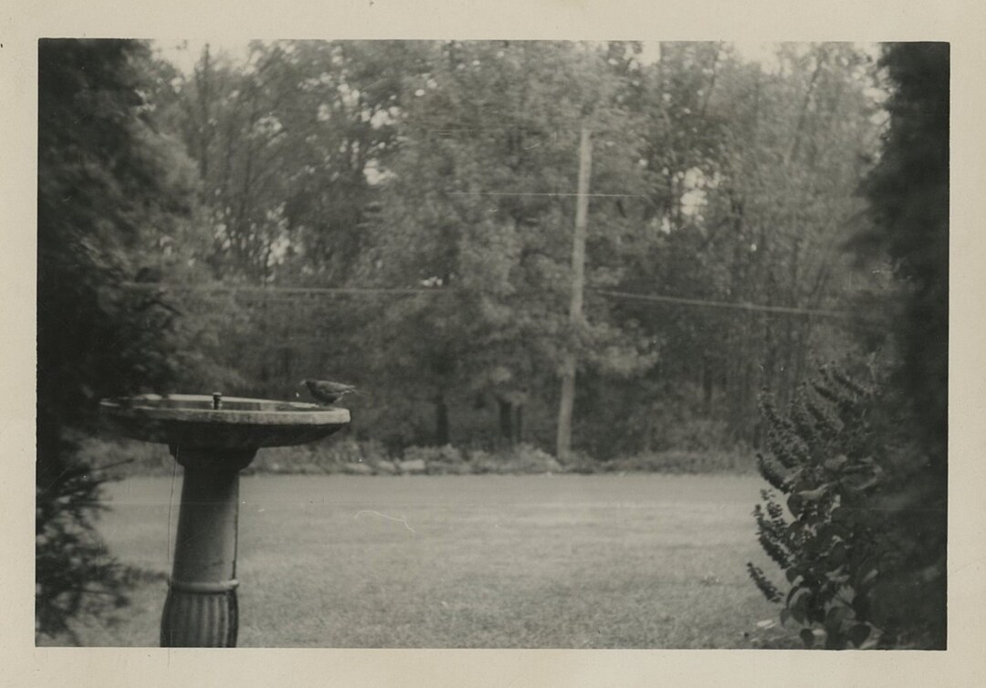 Original Vintage Photo Snapshot Bird Birdbath in Yard 1930s-40s - Etsy