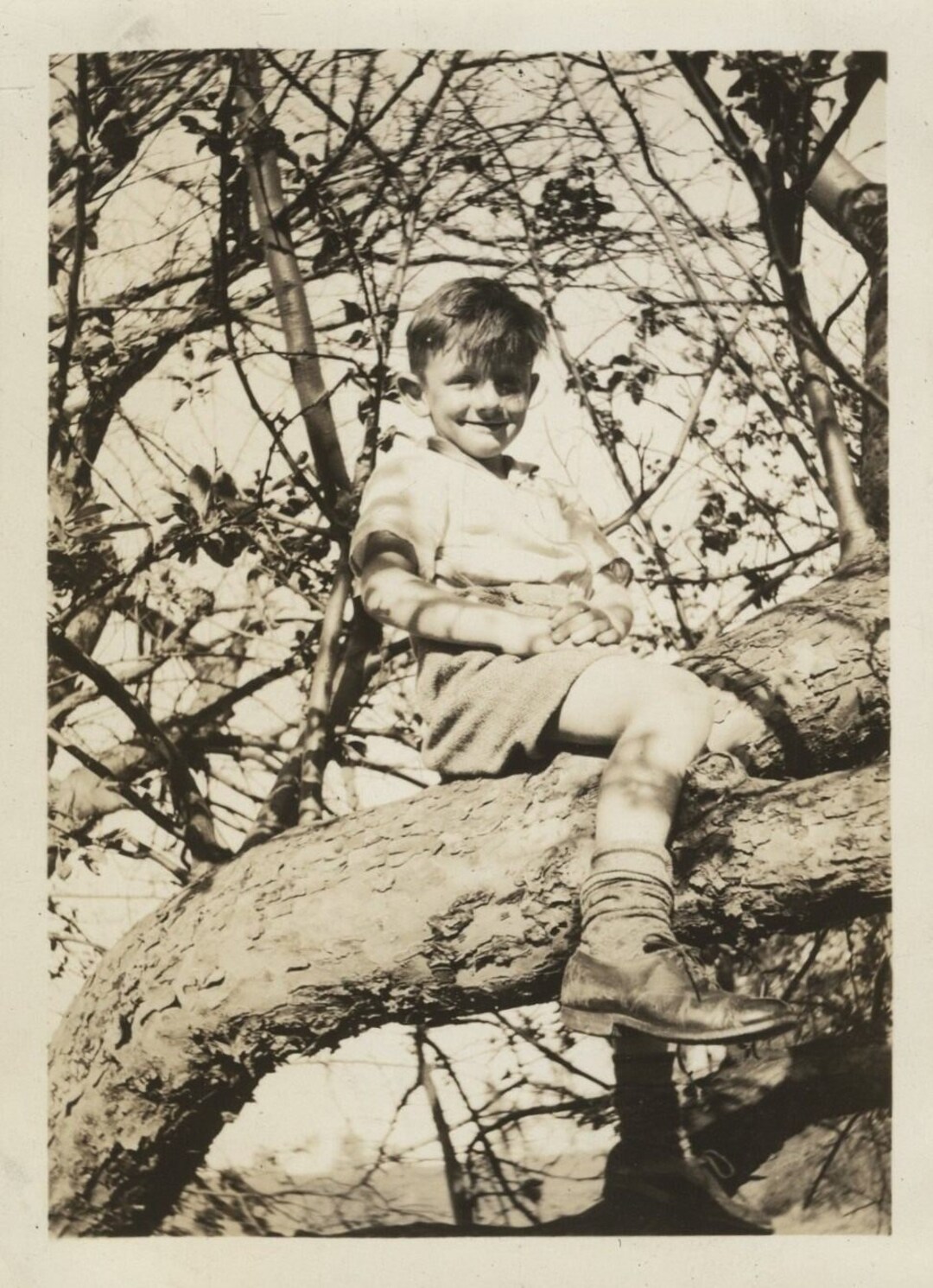 Original Vintage Photo Snapshot Boy Sitting in Tree 1935 - Etsy