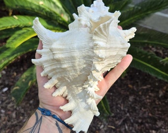 Large Conch Murex Ramosus Shell Giant Authentic Murex Shell 8 Inches - Etsy