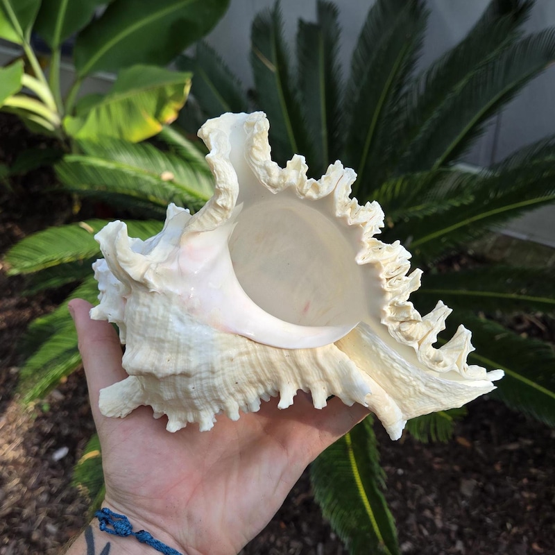 Murex Shell - Etsy