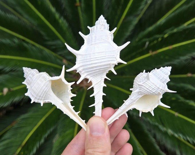 White Murex Ternispina Shells (3 - 3.75 Inches) - Etsy