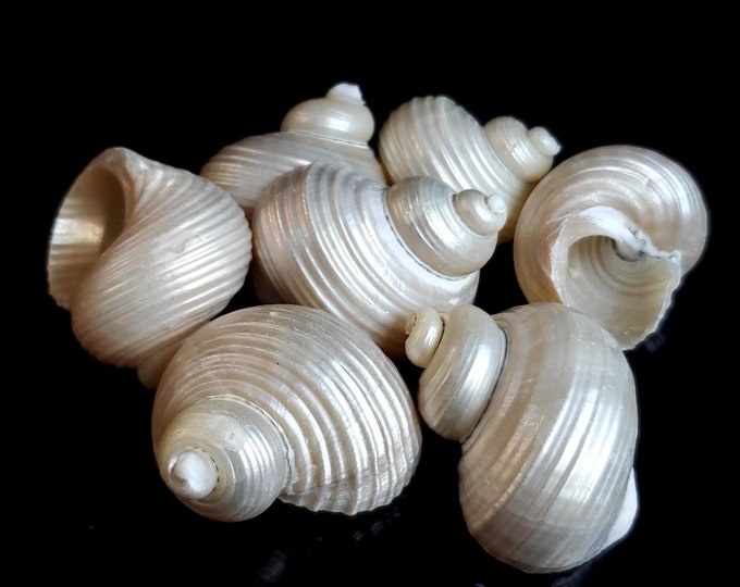 Large Polished Tiger Cowrie Shells (3 - 3.75 Inches) - Etsy