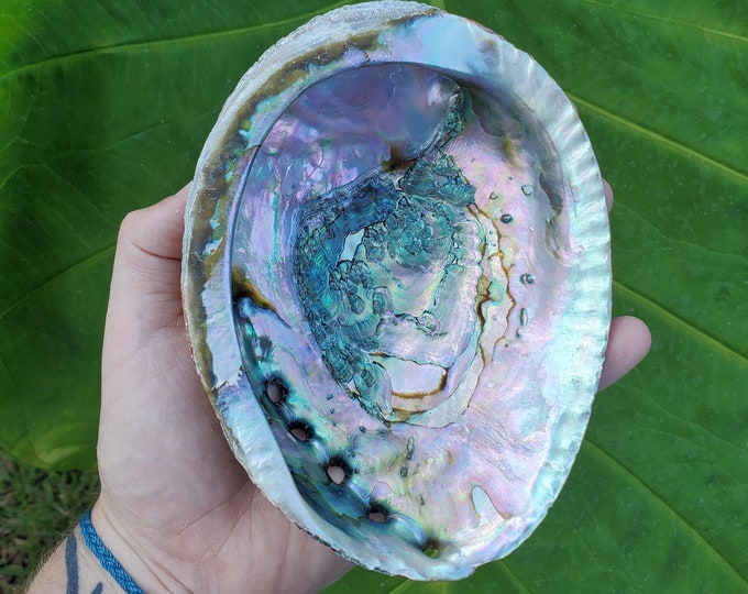 Large Natural Green Abalone Shell 6 Inch - Etsy