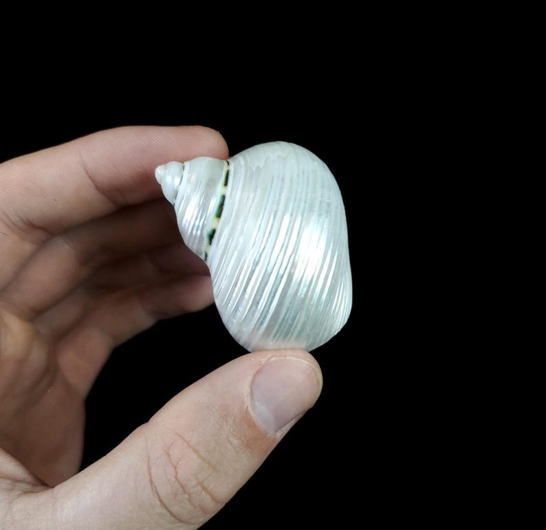 Pearl Silver Mouth Turban Shells 1 1/2 2 Inches - Etsy