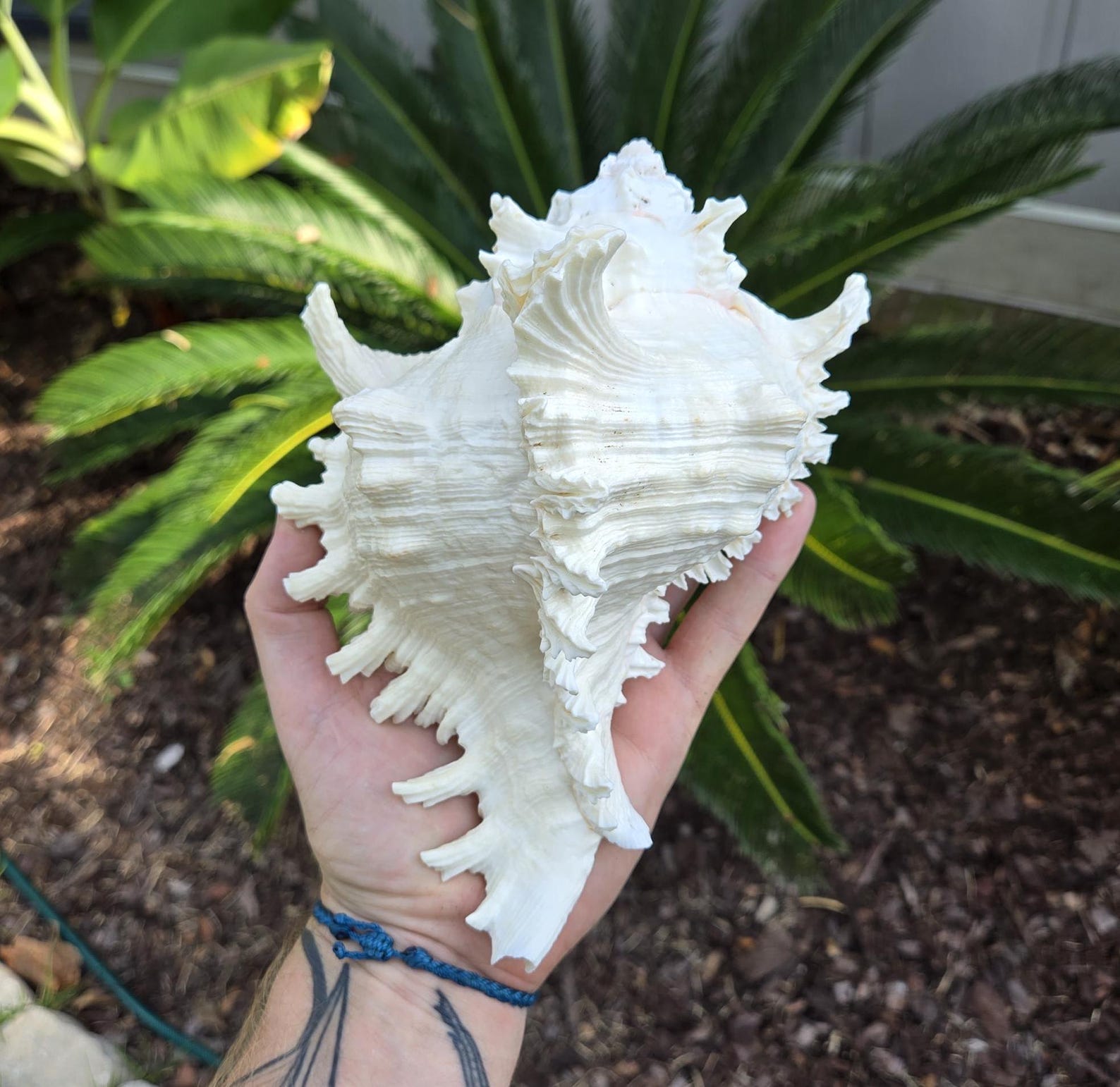 Large Conch Murex Ramosus Shell Giant Authentic Murex Shell 8 Inches - Etsy