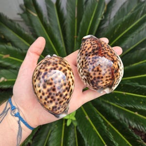 Large Polished Tiger Cowrie Shells (3 - 3.75 Inches) - Etsy
