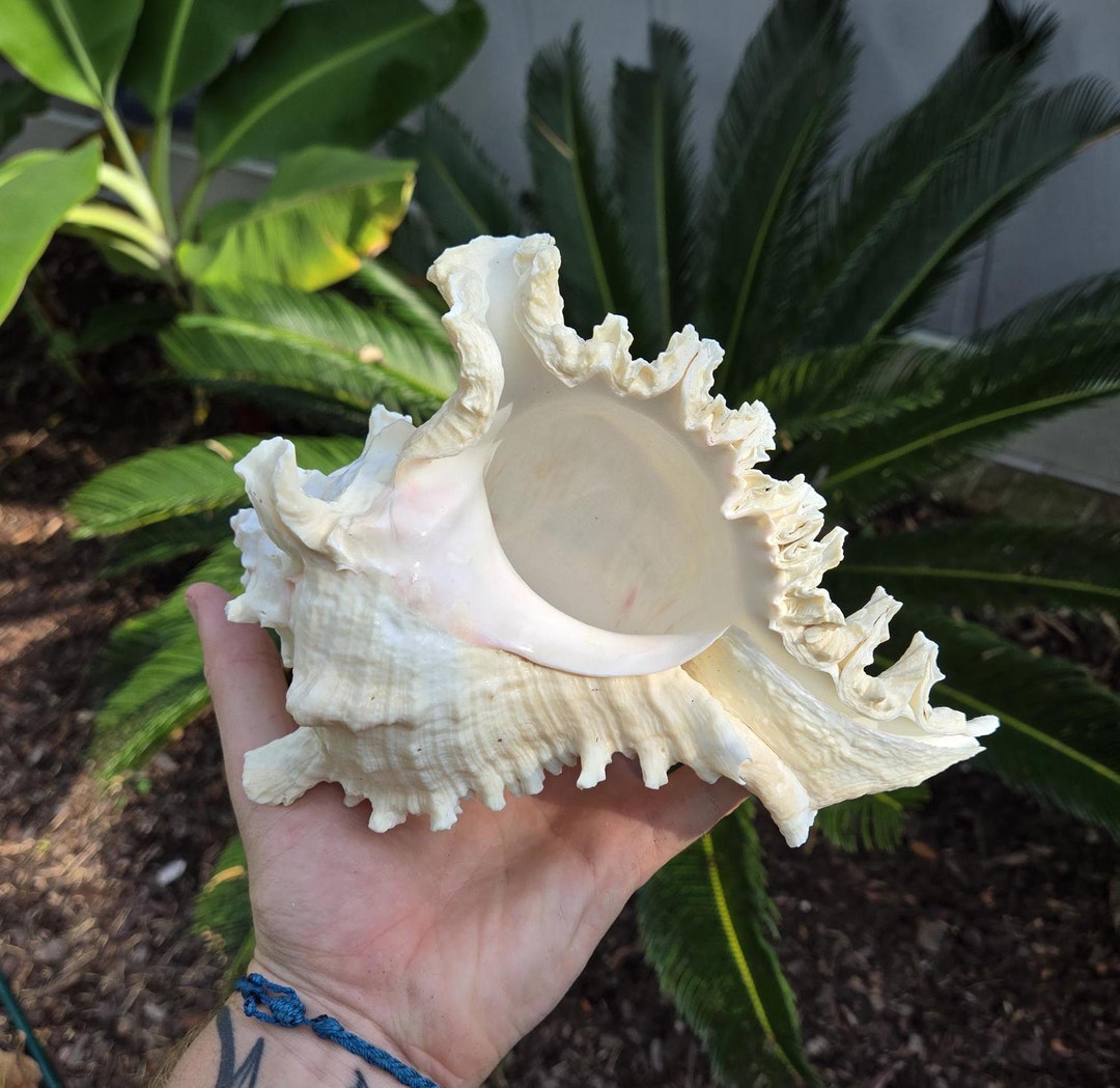 Large Conch Murex Ramosus Shell Giant Authentic Murex Shell 8 Inches - Etsy