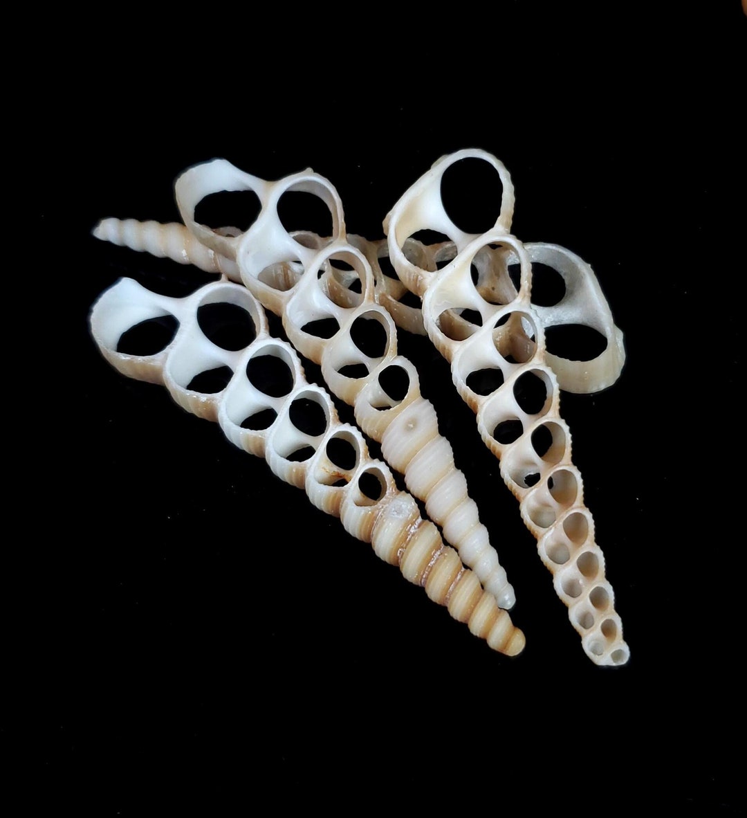 Center Cut Terebra Turritella Seashells (approx 2.5 Inches) - Choose ...