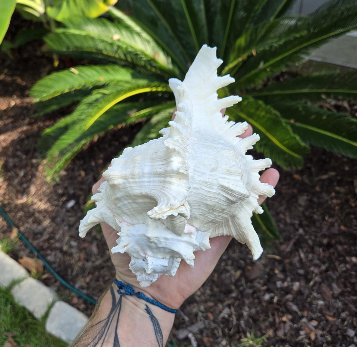 Large Conch Murex Ramosus Shell Giant Authentic Murex Shell 8 Inches - Etsy