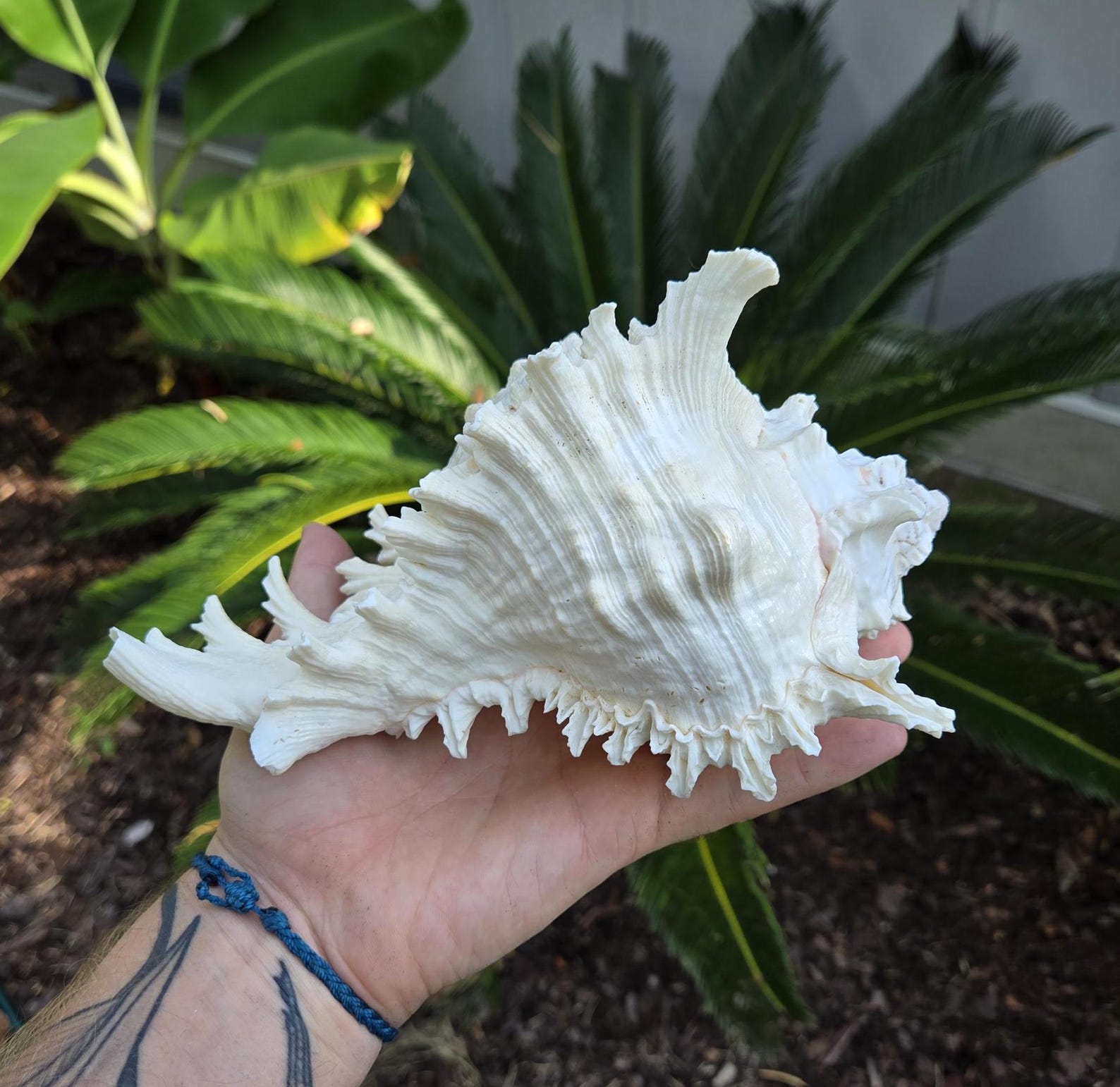 Large Conch Murex Ramosus Shell Giant Authentic Murex Shell 8 Inches - Etsy