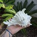 Large Conch Murex Ramosus Shell Giant Authentic Murex Shell 8 Inches - Etsy