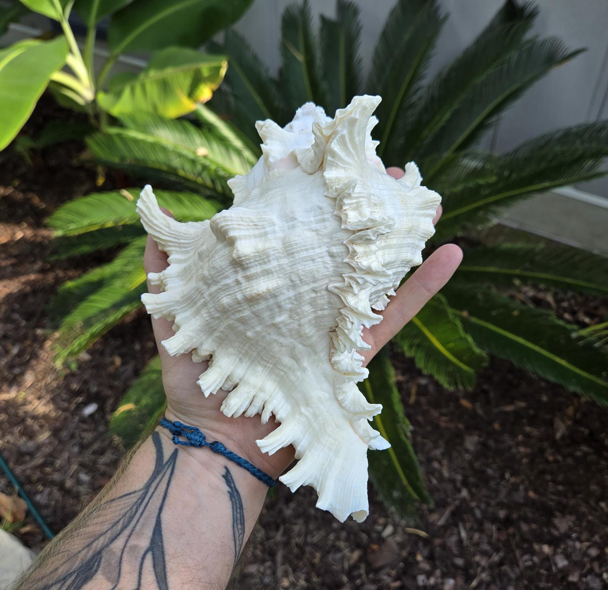 Large Conch Murex Ramosus Shell Giant Authentic Murex Shell 8 Inches - Etsy