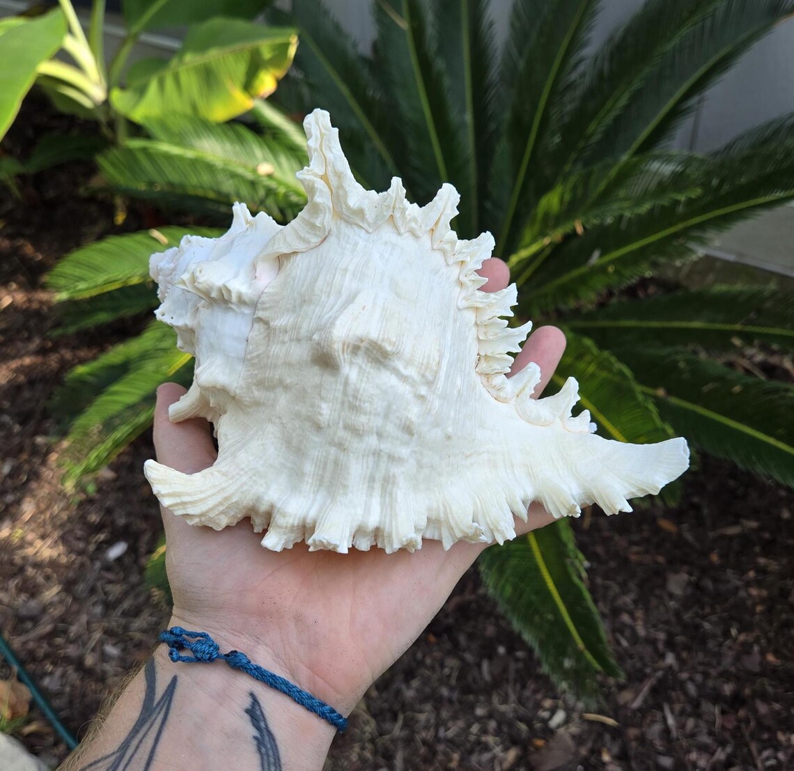 Large Conch Murex Ramosus Shell Giant Authentic Murex Shell 8 Inches - Etsy
