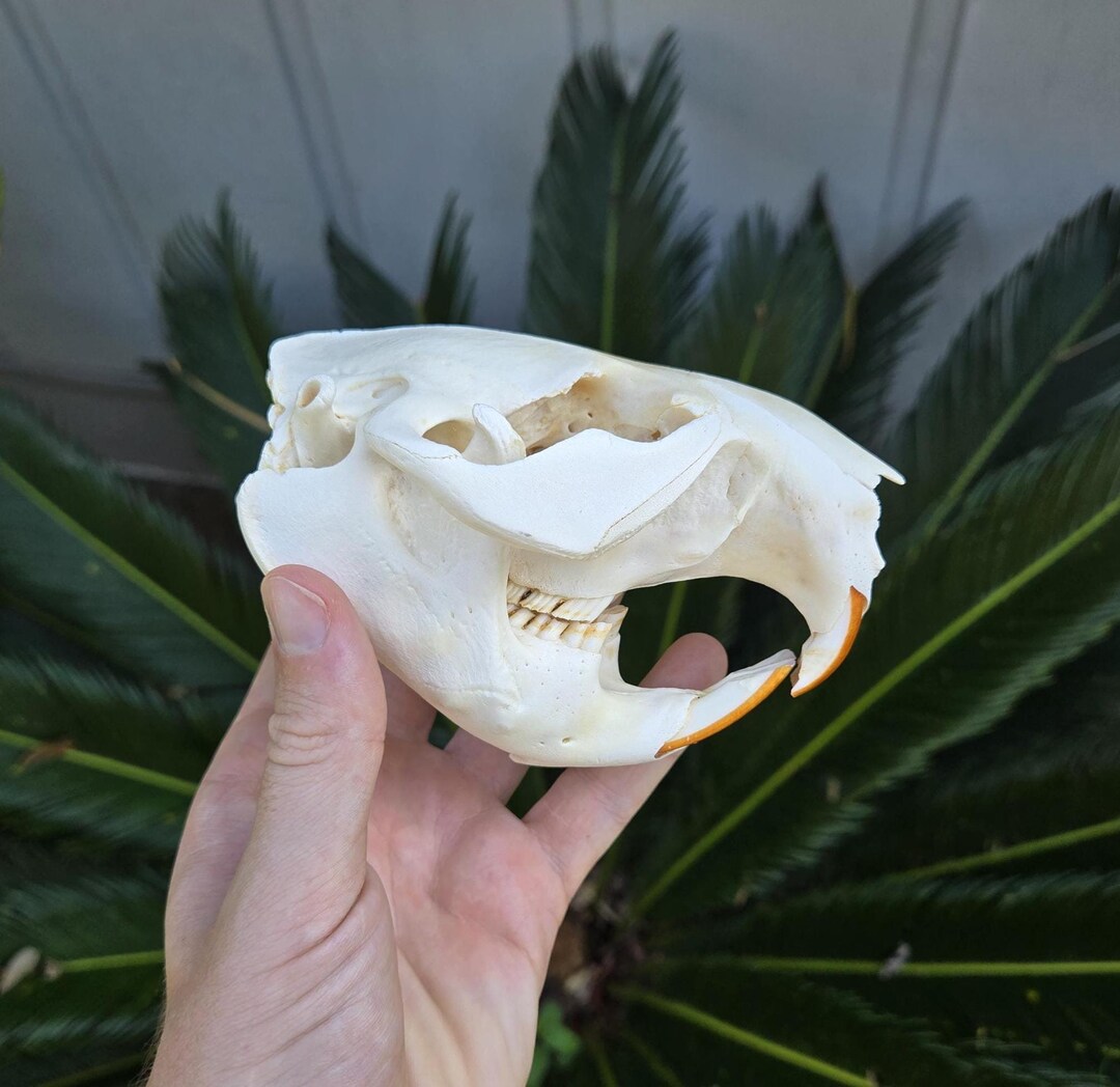 Grade A- North American Beaver Skull (5 Inches) - Etsy