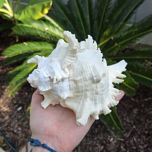 Large Conch Murex Ramosus Shell Giant Authentic Murex Shell 8 Inches - Etsy
